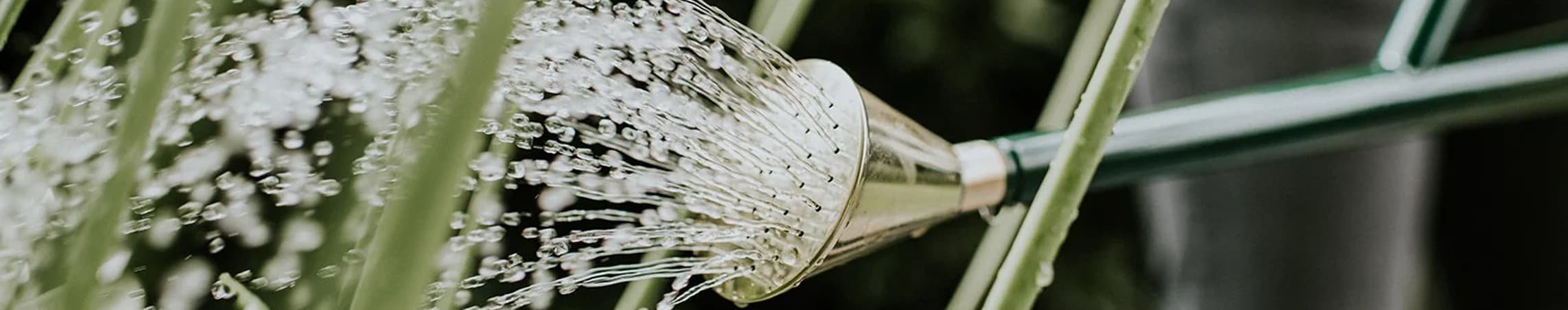 Roses and Spares – Haws US