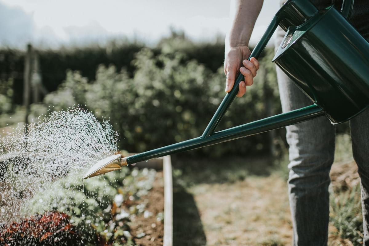 The Warley Fall - Starter Kit - Two Gallon – Haws US