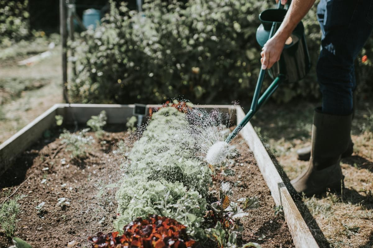 The Warley Fall - Starter Kit - One Gallon – US Haws Watering Cans