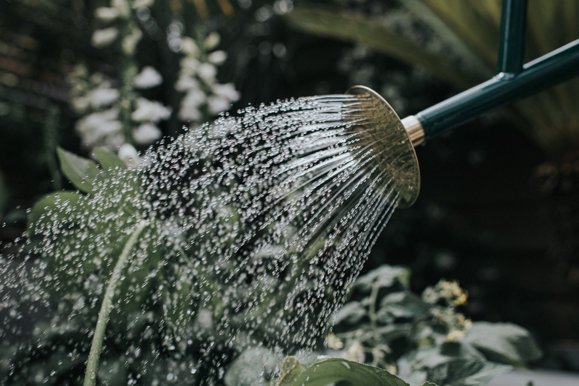 The Bearwood Brook Green - Two Gallon – Haws US